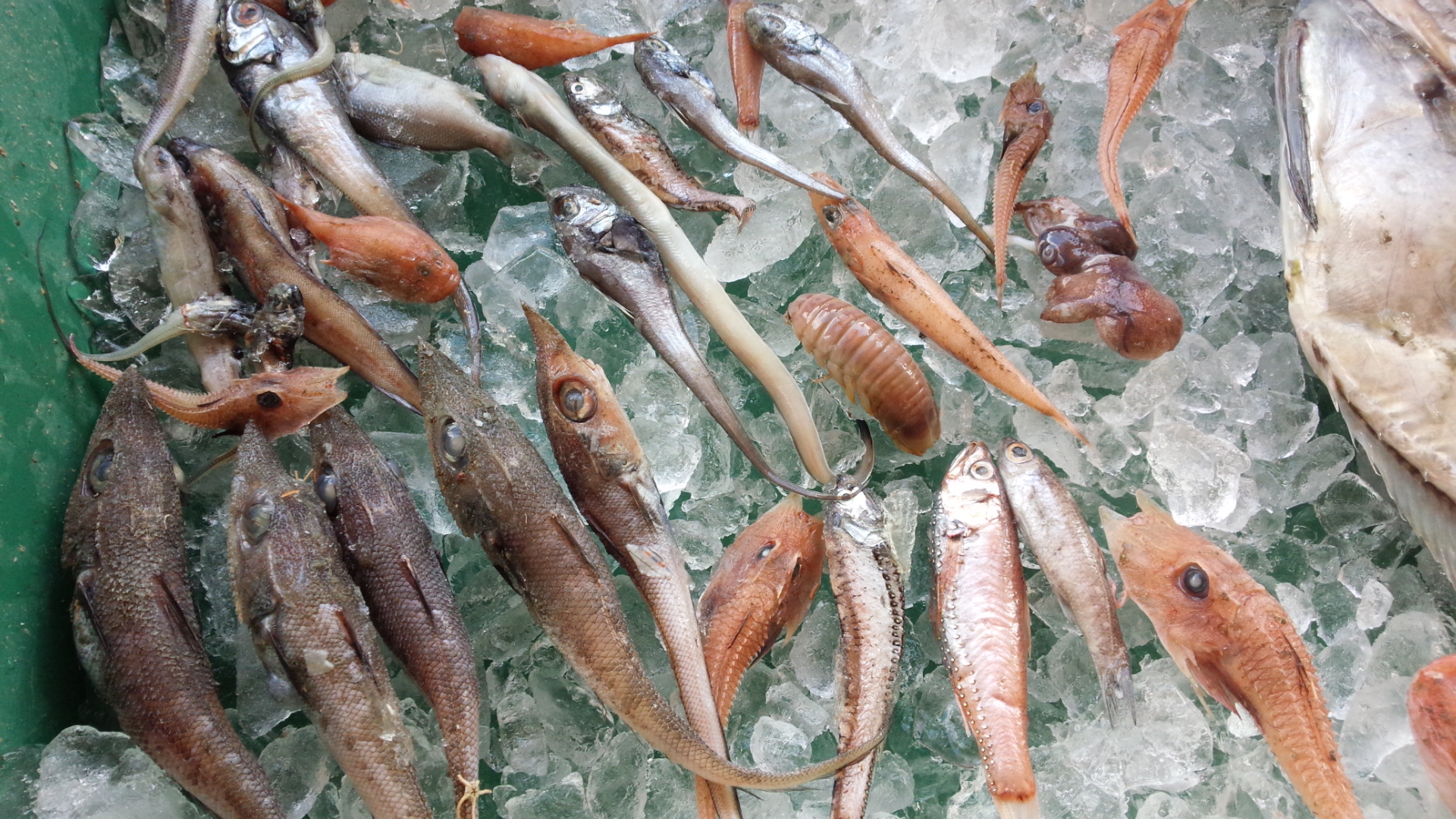 静岡県沼津市が”深海に潜む宝”「深海魚」の活用をドキュメンタリー動画で公開！ | PONY CANYON NEWS – ポニーキャニオン